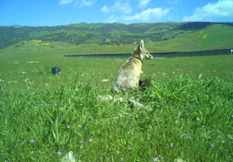 A Legacy Preserved: How Solar Power and Ranching Can Coexist | Arevon